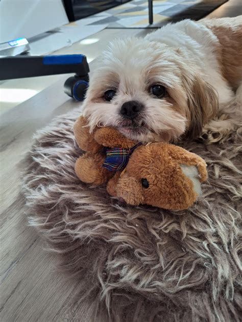 That face 🥰, after some play time : r/Shihtzu
