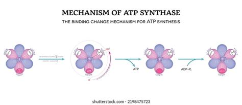 Mechanism Atp Synthase Binding Change Mechanism Stock Vector Royalty Free