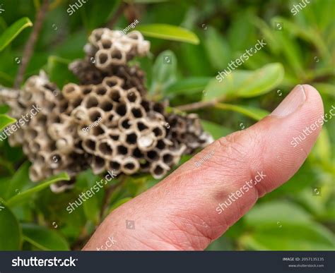 432 Stuck Bee Images Stock Photos Vectors Shutterstock