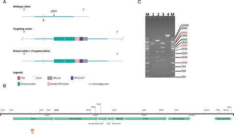 Genetically Engineered Mouse Model Of Hpv16 E6 E7 With Vaginal Cervical Intraepithelial