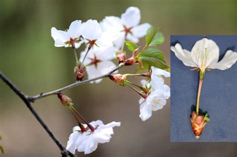 왕벚나무 벚나무 산벚나무 잔털벚나무 올벚나무 벚나무 종류 5종 구별하기 네이버 블로그
