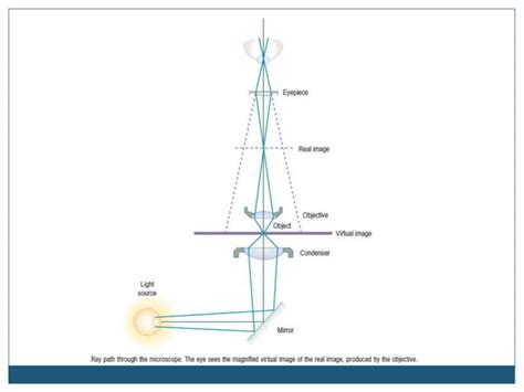 Basics Of Microscope Part 1 Pptx Photography Arts And Crafts