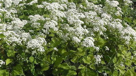 Посконник морщинистый (Eupatorium rugosa) - Посконник морщинистый ...
