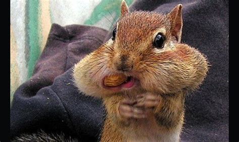 Create Meme Funny Squirrel Funny Squirrel Squirrel With Nuts Behind