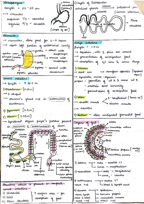 SOLUTION Digestion And Absorption Handwritten Concise Notes Studypool
