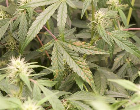 Is This A Ph Problem Rdwc