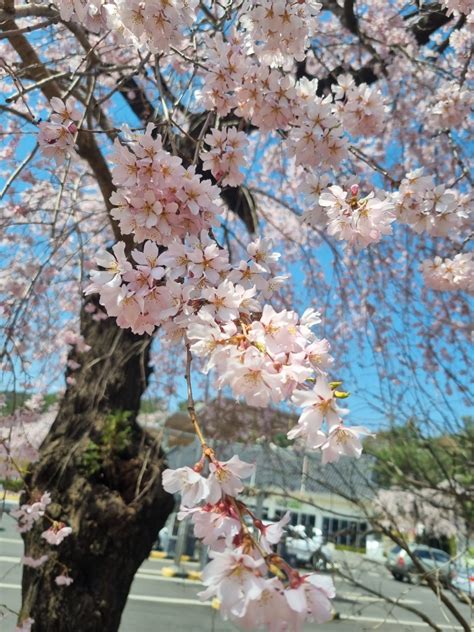 43 목 현충원 수양벚꽃길 ♡덕분♡ 현충원 현충문 수양버들벚꽃 절정🌼🌸🏵 서달산둘레길 힐링트레킹 💚 이천원의 행복 천사걷기 도보여행 천사모