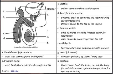 Reproductive System Science Is Life