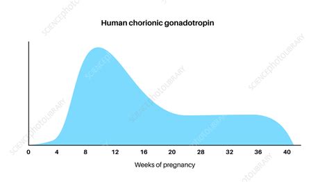 Human Chorionic Gonadotropin Level During Pregnancy Illustration