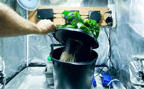 Water Replacement In Dwc The When Why And How Growee