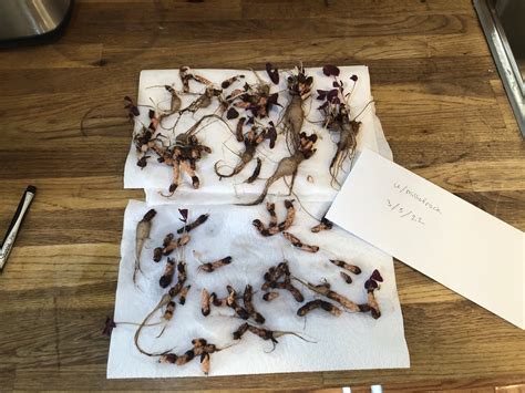 I Have A Ton Of Oxalis Triangularis Rhizomes For Trade Shipping From