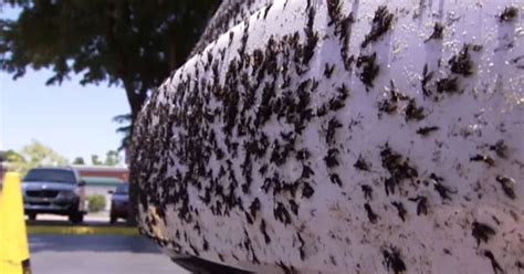 The Scene Is Like An Apocalypse In America When Millions Of Bugs Invade