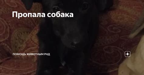Пропала собака Помощь животным Рнд Дзен