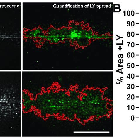 Confluent Huvec Monolayers Are Functionally Gap Junction Coupled A Download Scientific