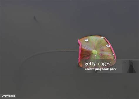 Louts Photos And Premium High Res Pictures Getty Images