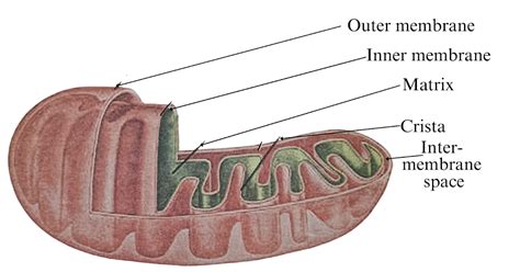 Dr Jayantas Blog Mitochondria