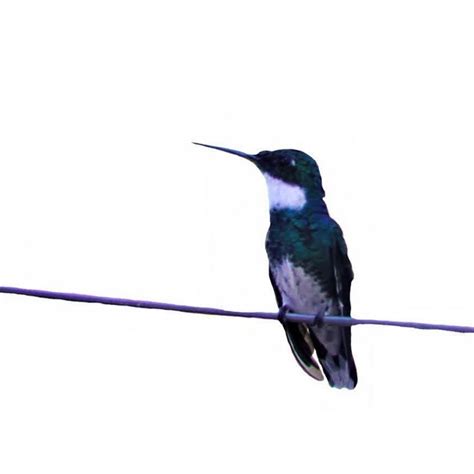 Alan Darling Youtube