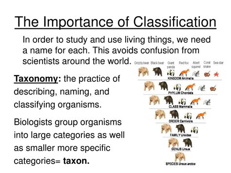 ppt classification powerpoint presentation free download id 4347669