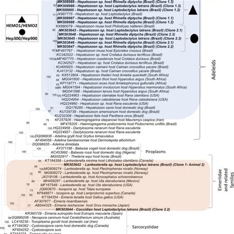 maximum likelihood ml phylogenetic tree inferred from apicomplexa 18s
