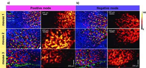Multimodal Imaging Of Skeletal Muscle Fibers Which Combines If Imaging Download Scientific