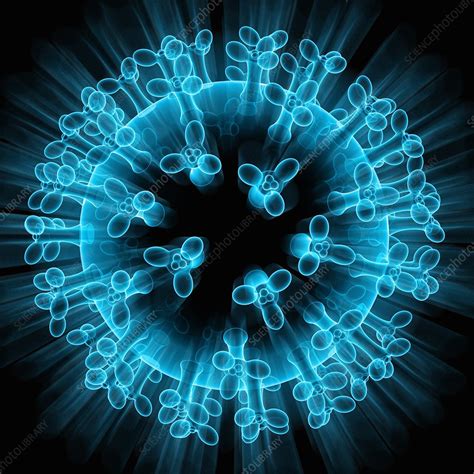 Coronavirus Capsid Illustration Stock Image C0497036 Science