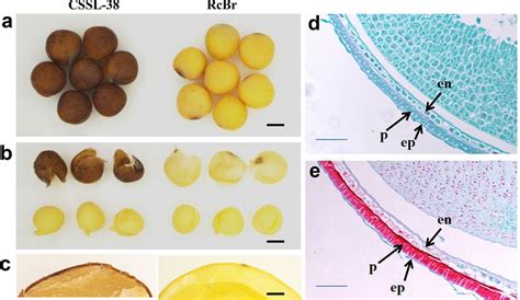 Seed Coat Colors Of The Two Parental Lines A Mature Seeds Bar Mm Download Scientific