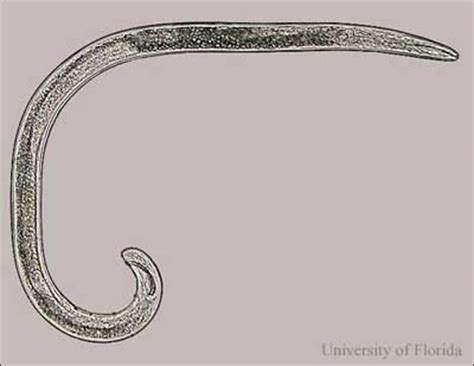 Eeny340in617 Stubby Root Nematode Trichodorus Obtusus Cobb Syn T