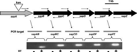 sap genes are cotranscribed as a single operon the sap gene cluster