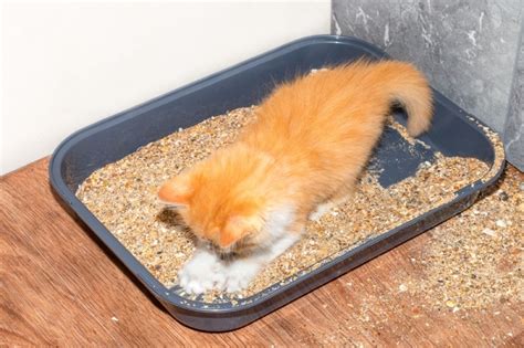 why do cats roll around in the litter box 4 vet approved reasons