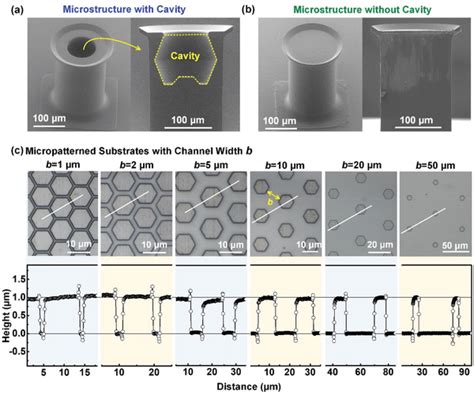 Microstructure And Substrate Designs Scanning Electron Micrographs Of