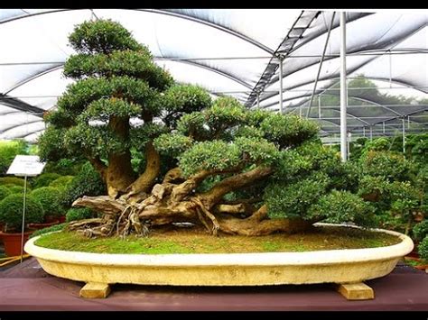How To Grow Outdoor Bonsai Trees In Your Garden Youtube