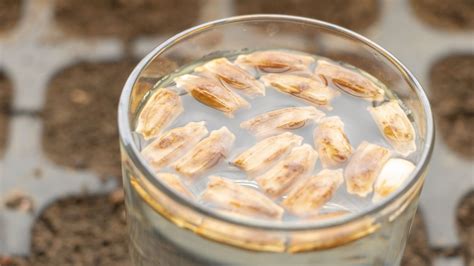 How Soaking Seeds Impacts Germination