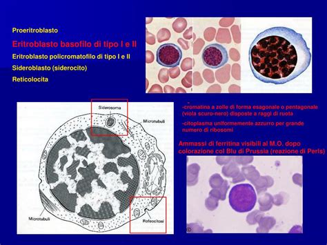 Ppt Striscio Di Sangue Powerpoint Presentation Free Download Id