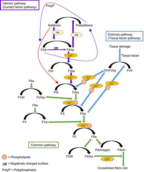 Fibrinogen Cascade