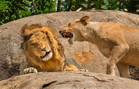 Comedy Wildlife Awards 2024 Tierfotos Mit Humor Brigittede
