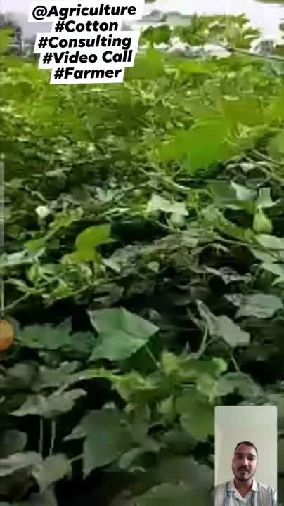 Abhishek Katkar On Linkedin Agriculture Cotton Problemdiagnosis