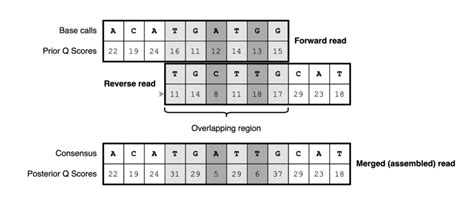 determining the consensus sequence and posterior quality scores