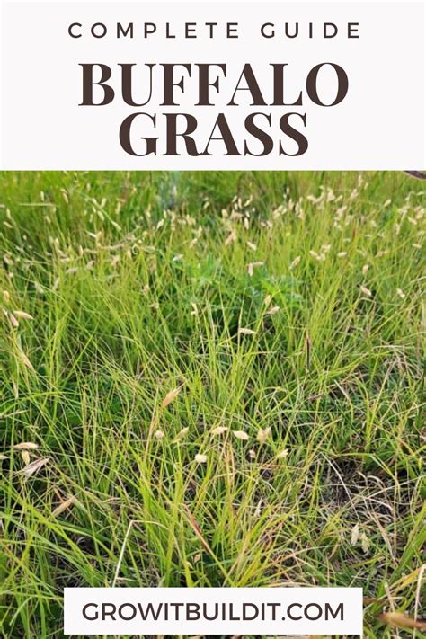 Buffalo Grass Native Plant For Your Lawn And Garden