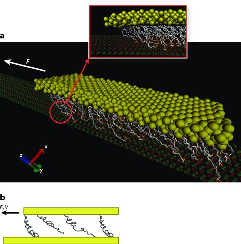 Atomistic Modeling Of Protein Mineral Interface Strength Showing The Download Scientific