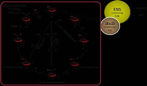 The Characteristic Catalytic Cycle For P450 Monooxygenases In Download Scientific Diagram