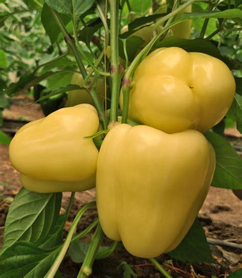 Paprika Goldano F1 Capsico 1000 Szem Profi Kertészek Pr