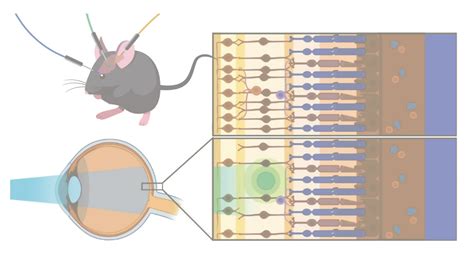 Treating The Untreatable How Optogenetics Works
