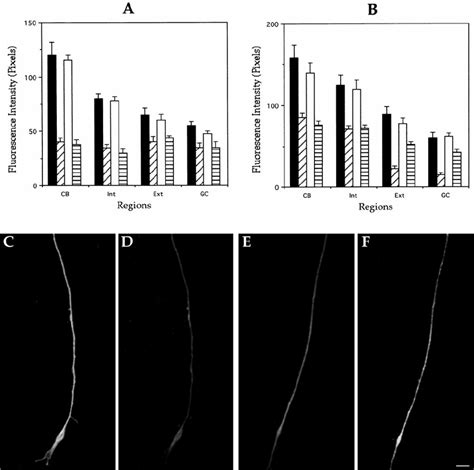 Functional Redundancy Analysis Of Control And Map1b Deficient Neurons Download Scientific