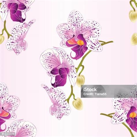 원활한 텍스처 보라색과 흰색 난초 줄기 Phalaenopsis 아름 다운 꽃 빈티지 벡터 근접 촬영 그림 편집 0명에 대한 스톡 벡터 아트 및 기타 이미지 Istock