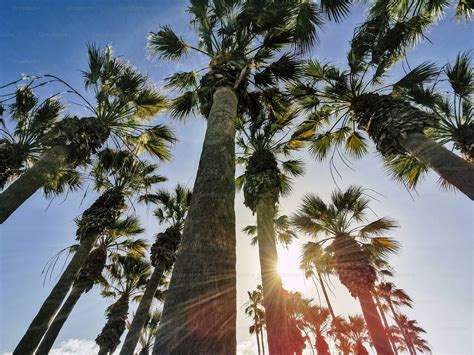 높은 야자수와 햇빛을 배경으로 하는 아름다운 열대 리조트 개념 공원 여름 휴가 휴가와 야외 자연 야자수가 있는 태양의 개념 사진 Unsplash의 바닷가 이미지