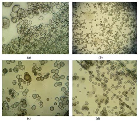 A Variety Of Calcite Crystal Forms Produced By Bacterial Urease Enzyme Download Scientific
