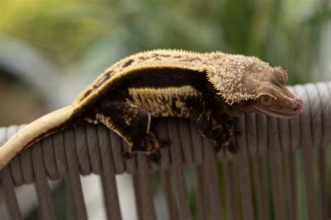 Quad Stripe Crested Gecko Fringemorphs