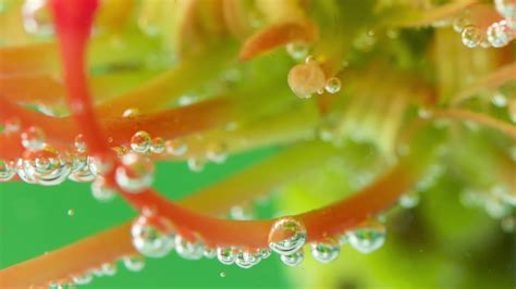 Underwater View Of Blooming Flower Into The Water With Air Bubbles