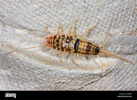 Firebrat Thermobia Domestica Thermophila Furnorum Lepismodes