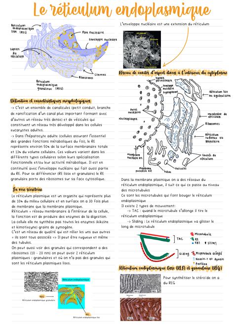Solution Le Reticulum Endoplasmique Studypool